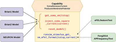 Frontiers | Reproducing and quantitatively validating a biologically-constrained point-neuron ...